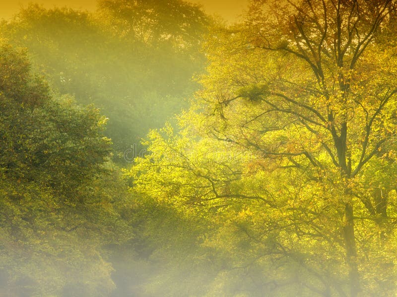 Golden Forest and Fog stock photo. Image of outdoors, branches - 8207270