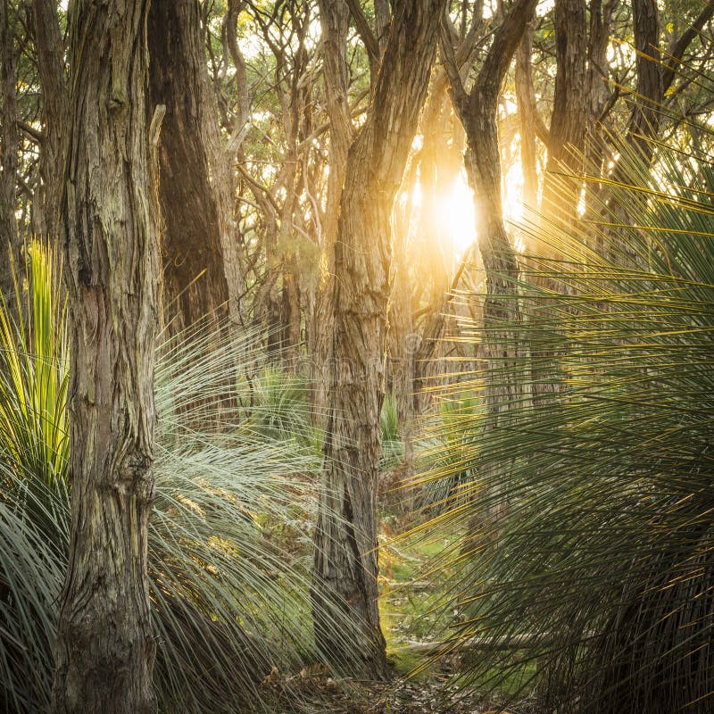 Golden Forest stock image. Image of orange, outdoor, fantasy - 45188027