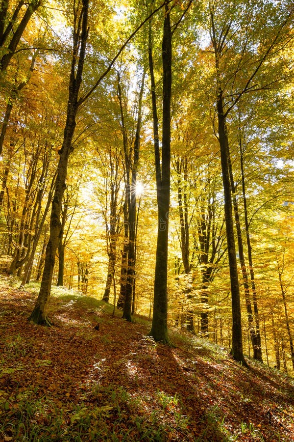 Golden Forest in the Morning, Autumn Scenery Stock Photo - Image of ...