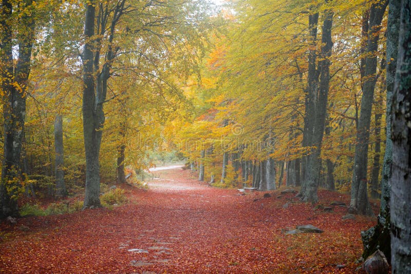 Golden Autumn Forest Fir Trees Path Sun Stock Photos - Free & Royalty ...
