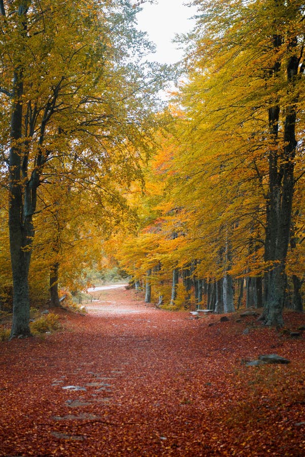 Golden forest path stock image. Image of jungle, dawn - 91067191
