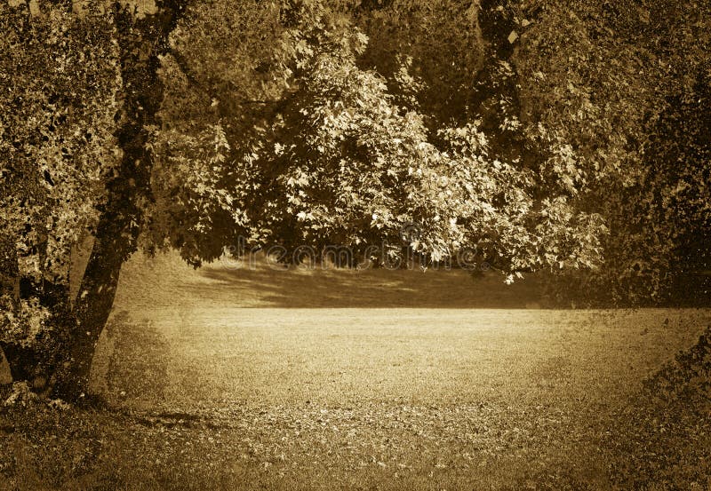 Golden sepia tone forest stock photo. Image of sepia - 34947812