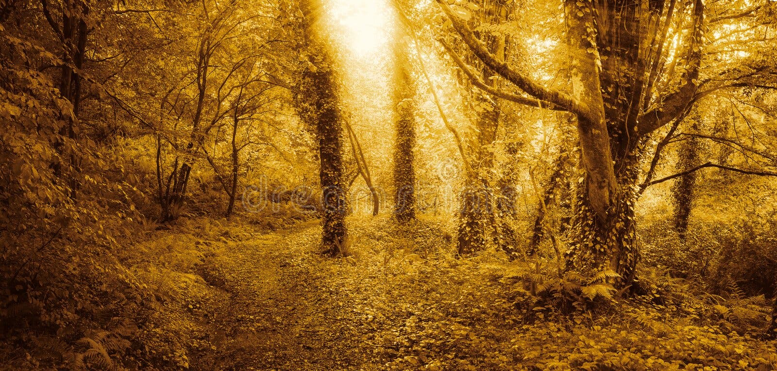 Horror Scene with a Road through Golden Forest Stock Image - Image of ...