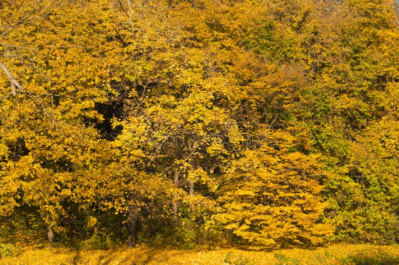 Golden forest trees scene stock image. Image of light - 46692999