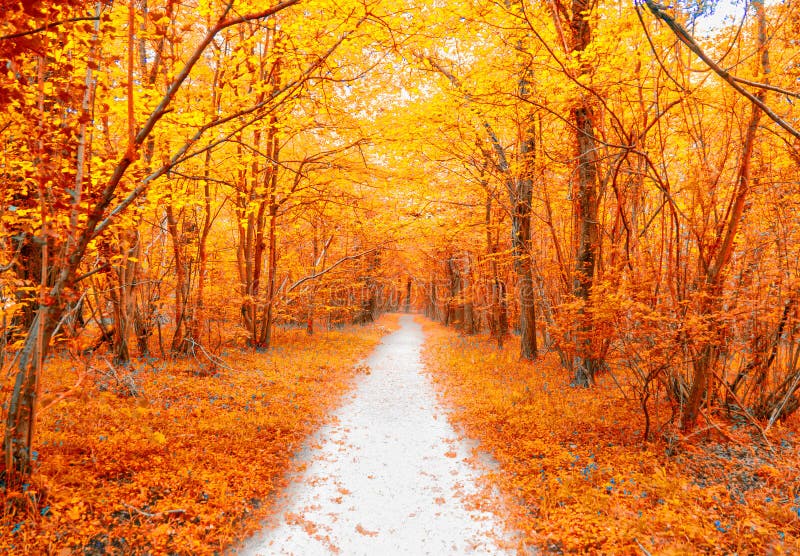 Golden Forest with White Path Leading into the Distance Stock Image ...