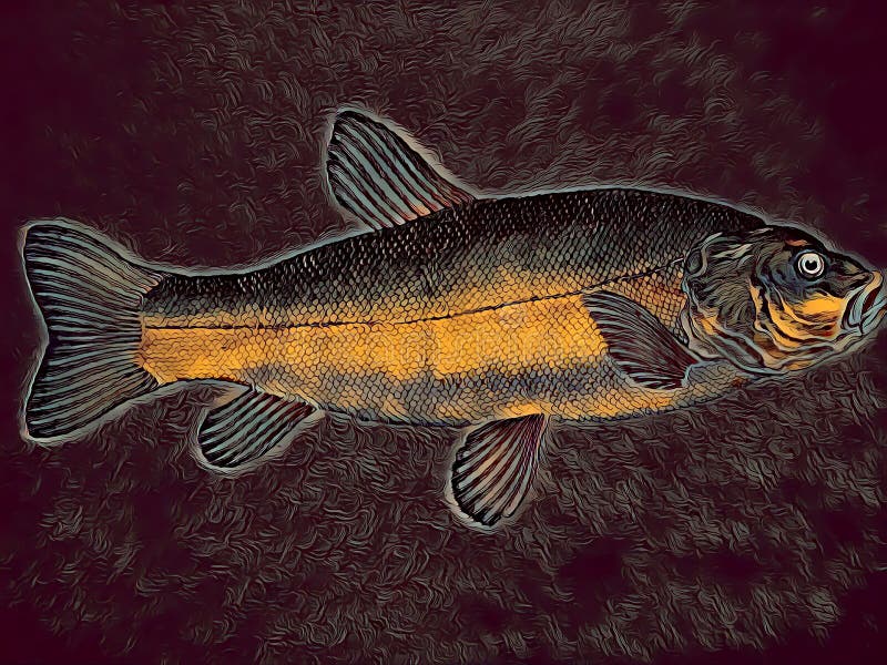 Tench Fish Stock Illustrations – 63 Tench Fish Stock Illustrations ...