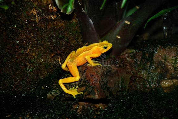 Golden frog stock photo. Image of mossy, panamanian, frog - 17459154