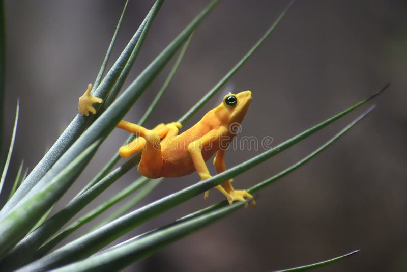 Golden Frog stock image. Image of animal, frog, golden - 18803523