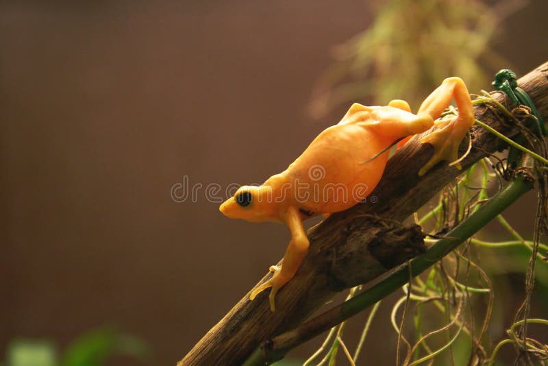Golden Frog stock image. Image of yellow, rare, tree, golden - 5727295