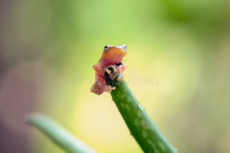 Golden frog on leaf stock image. Image of fish, swimming - 270497205