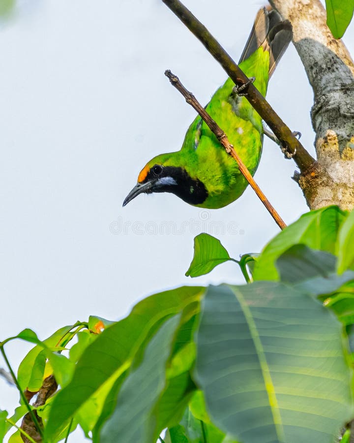 A Golden Fronted Leaf Bird Having Stock Photo - Image of colourful ...