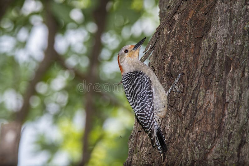 Fledgling Downy Woodpecker Stock Photos - Free & Royalty-Free Stock ...