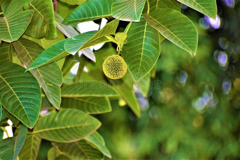 Golden fruit stock photo. Image of golden, portrait, landscape - 99482068