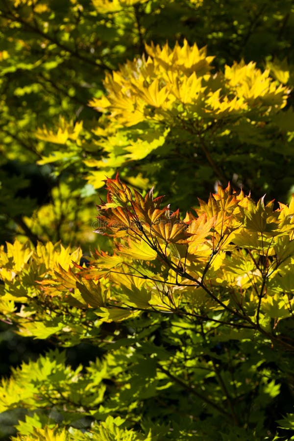 Golden Full Moon Maple Tree Stock Photo - Image of yellow, plant: 58868502