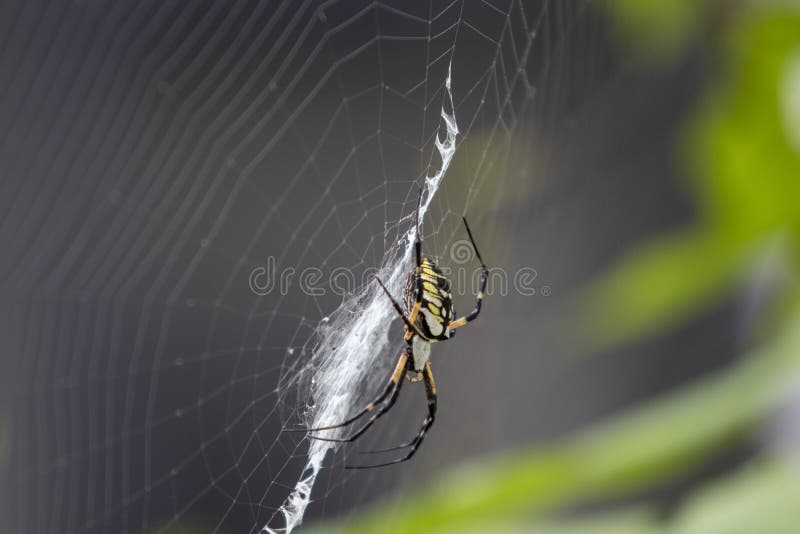 Golden Garden Weaver Spider Argiope Aurantia on Web Stock Photo - Image ...
