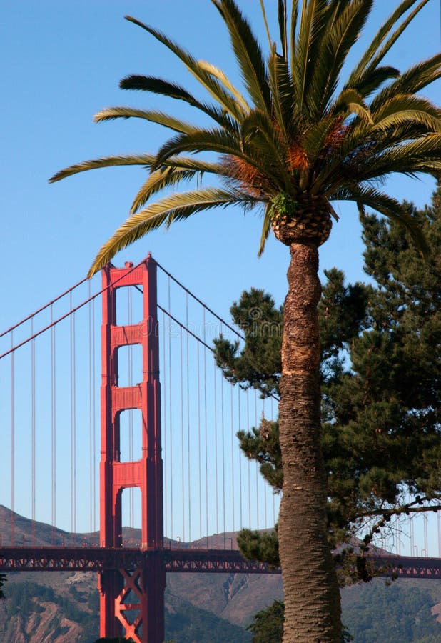 Golden gate bridge stock photo. Image of palm, francisco - 1974786