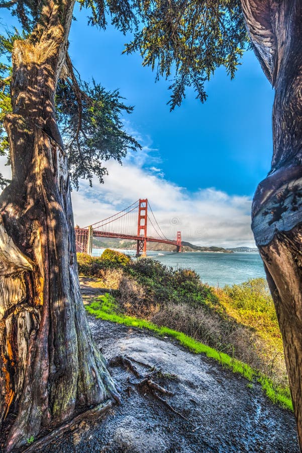 Golden Gate Bridge Seen through Two Trees Stock Photo - Image of ...