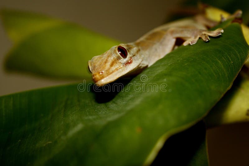 Golden Gecko on leaf stock image. Image of lizard, reptile - 65106917