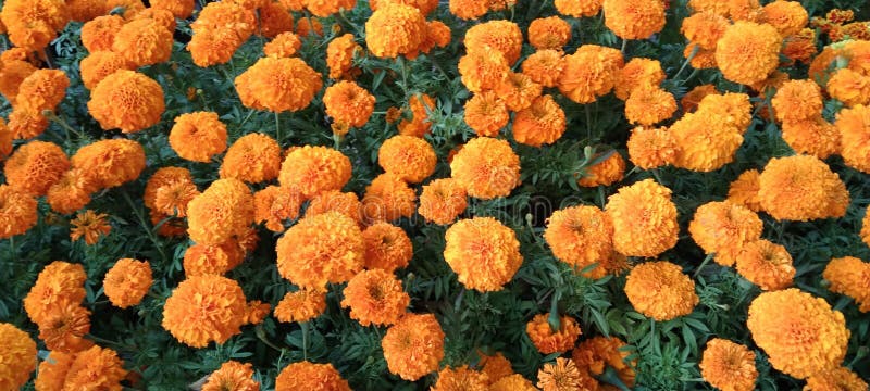 Golden genda flower stock photo. Image of sunflower - 260753830