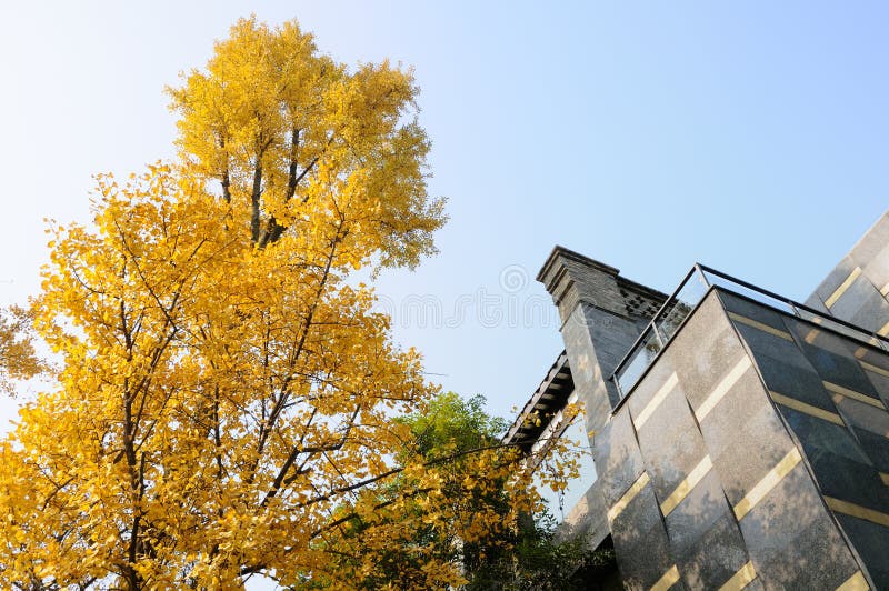 Golden Gingkoes Outside Balcony Stock Photo - Image of yellow, leaf ...