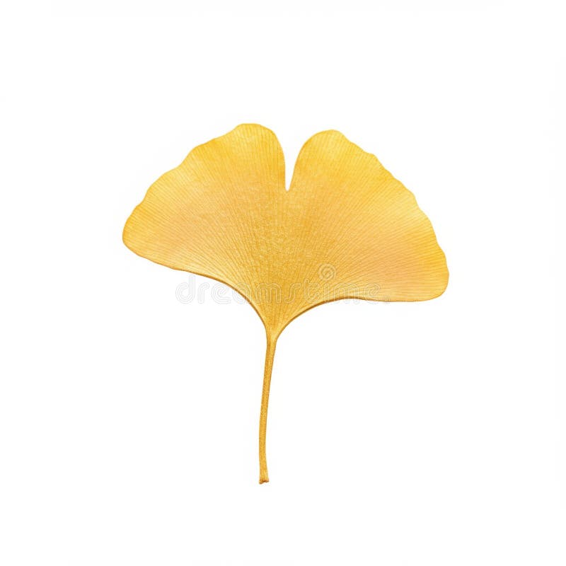 Golden Ginkgo Biloba Leaf on White Background Stock Photo - Image of ...