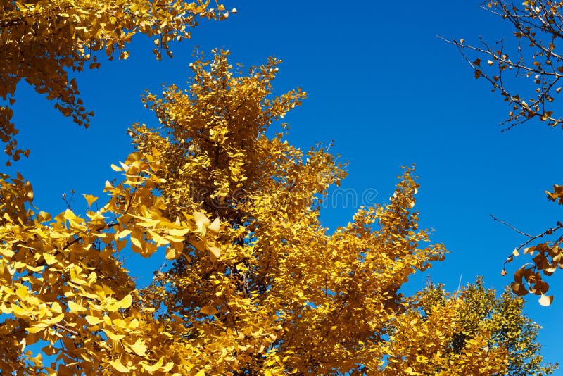 Golden Ginkgo Tree Under Blue Sky Stock Photo - Image of golden, yellow ...