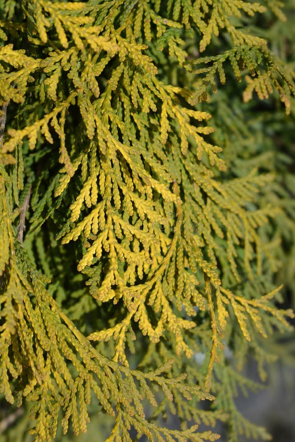 Golden Globe Arborvitae stock photo. Image of plant - 142284770