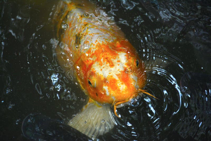 Golden Glory stock image. Image of surfacing, fish, golden - 58718407