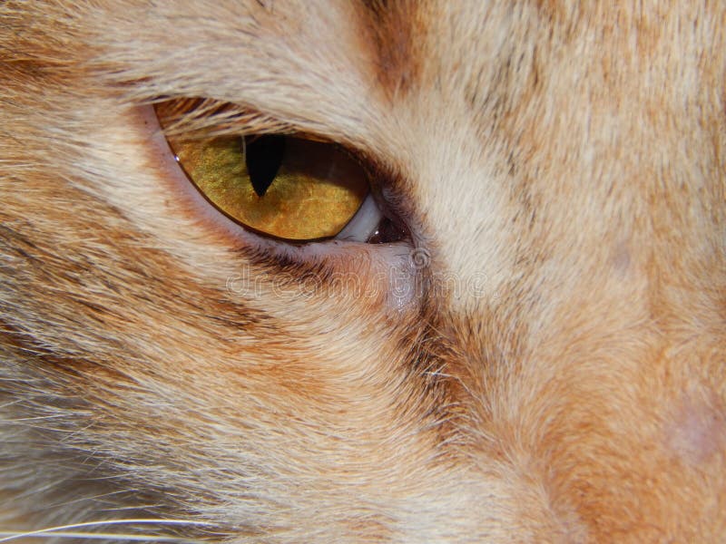 Golden Glow of a Cat s Eye stock image. Image of sharp - 369587561