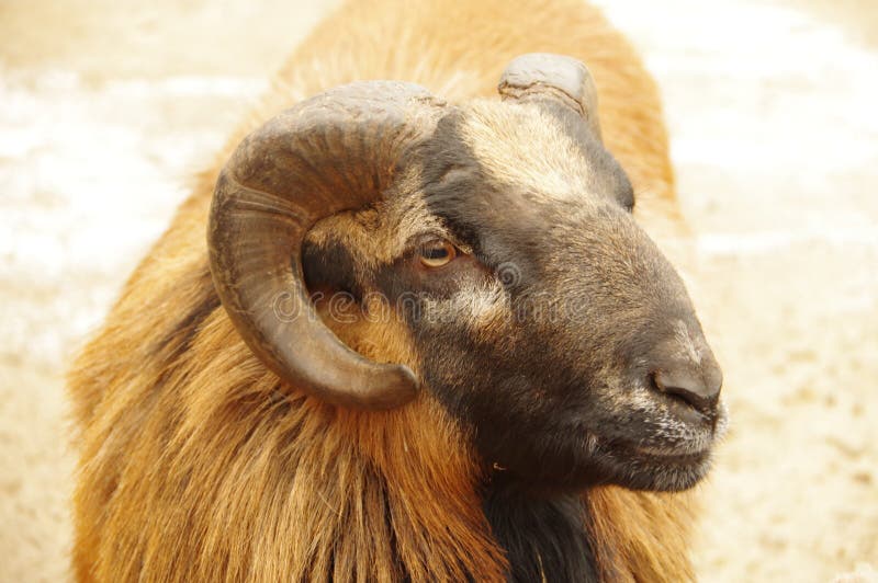 Golden goat stock photo. Image of golden, farm, goat - 49722660