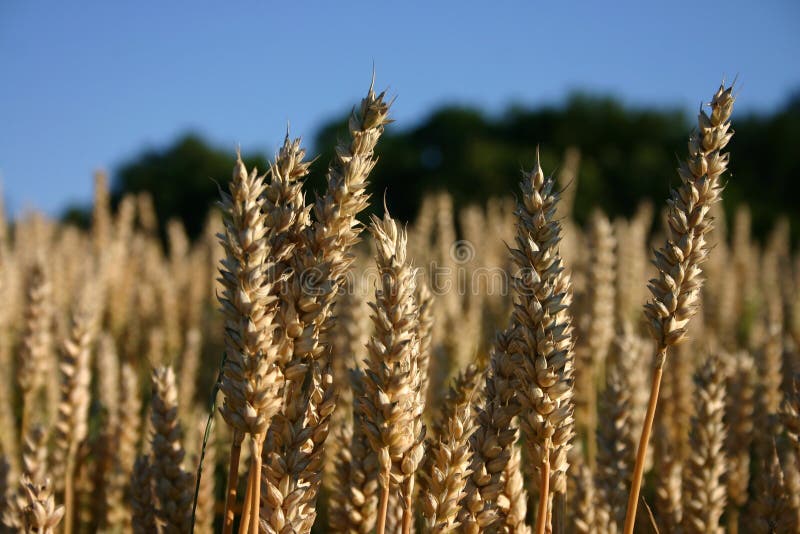 Golden grain stock image. Image of summer, grow, golden - 1140911