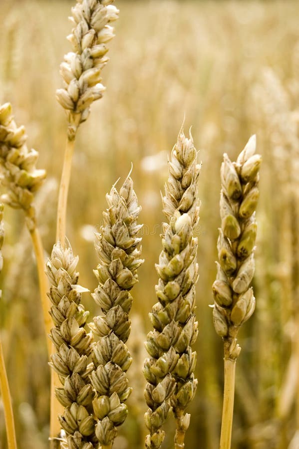 Golden Grain Field stock photo. Image of gold, golden - 43550080
