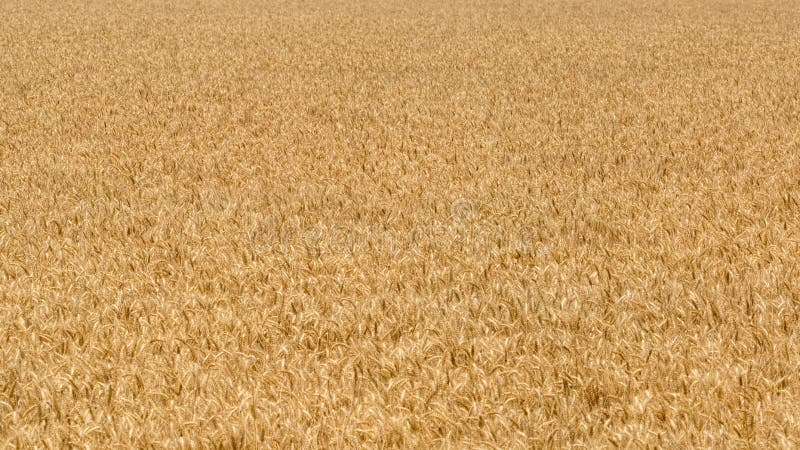 Golden grain stock image. Image of field, barley, yellow - 37769387