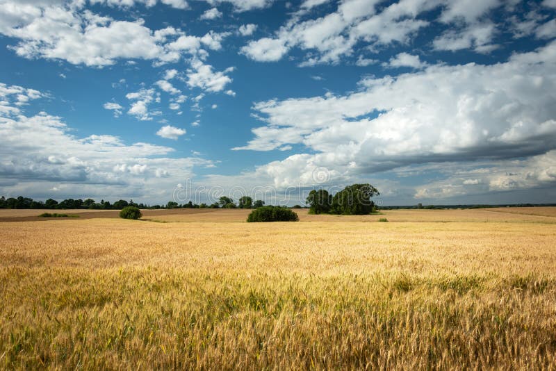 Golden Grain Field, Horizon and White Clouds in the Sky Stock Photo ...