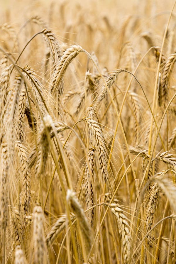 Golden grain stock photo. Image of color, crop, stem - 43441310