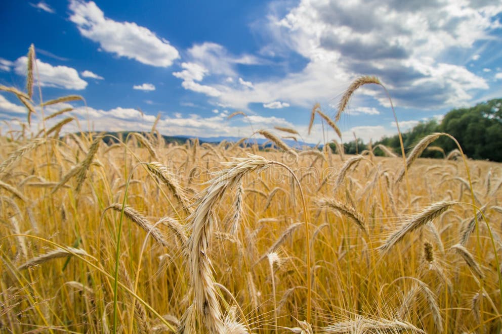 Golden Grain Field in Summer. Stock Photo - Image of field, meadow ...