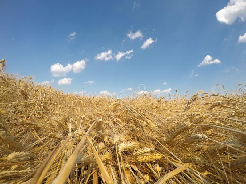 Golden grain field stock photo. Image of grain, rural - 119511624