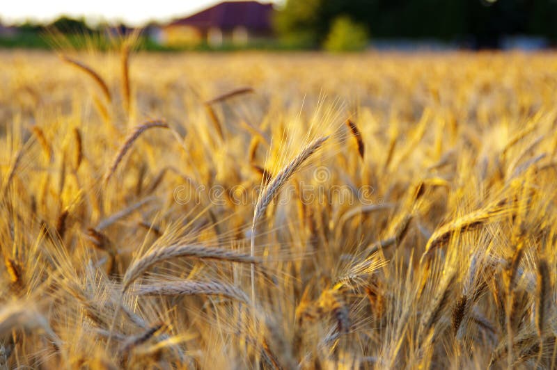 Golden Grain Field on Sunset Stock Photo - Image of sunset, summer ...