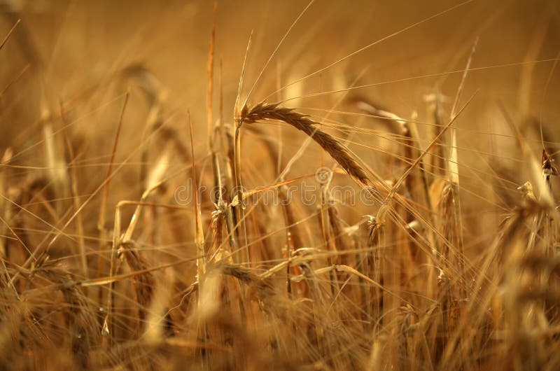 Golden Grain stock photo. Image of barley, grain, health - 43401272