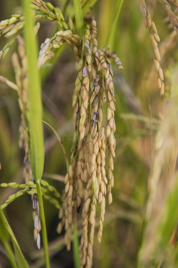 Golden Grain Rice Spike Harvest of Rice Field Stock Image - Image of ...