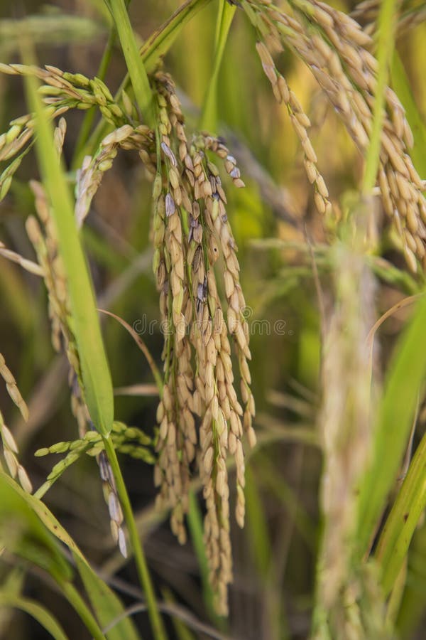 Golden Grain Rice Spike Harvest of Rice Field Stock Photo - Image of ...