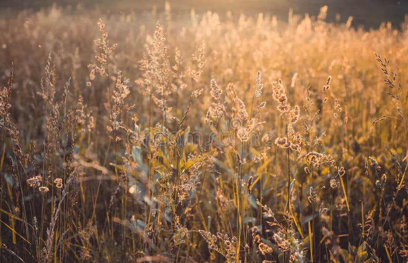 Golden grain stock photo. Image of grain, golden, summer - 161008186