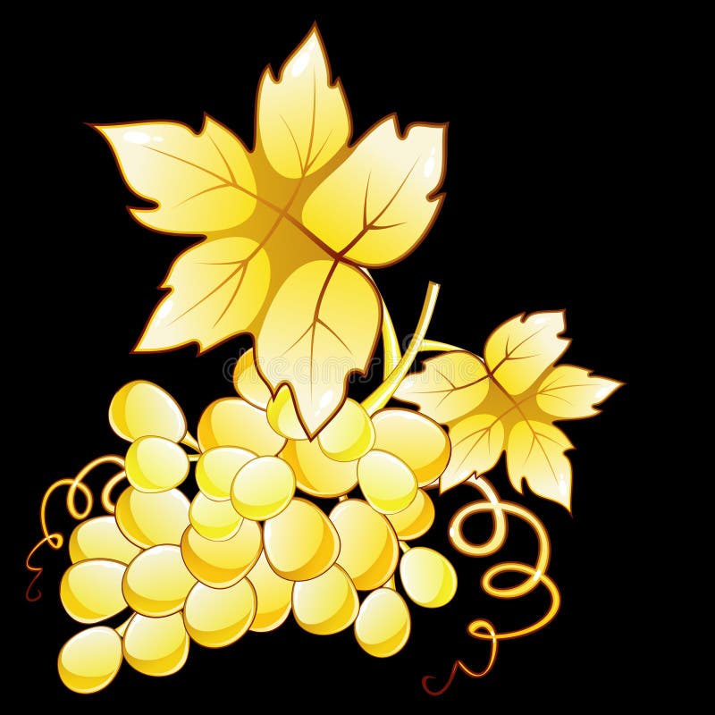 Golden grape stock vector. Illustration of grapevine - 19097849