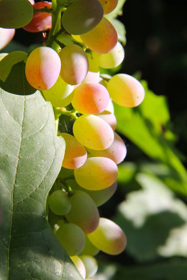 Golden grapes stock image. Image of golden, farm, delicious - 26146523