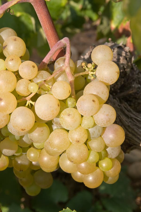 Golden grapes stock image. Image of czech, healthy, grapevine - 6902097