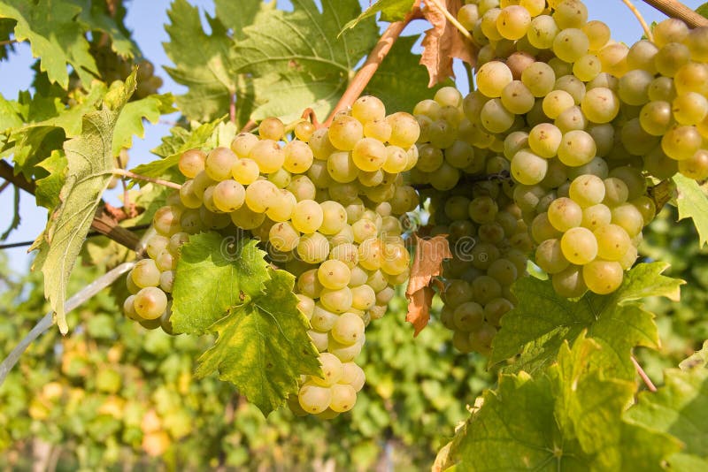 Golden grapes stock photo. Image of farming, grow, abstract - 6902952