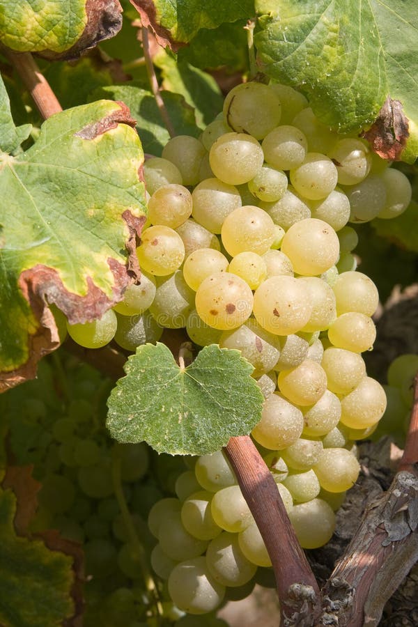 Golden grapes stock image. Image of grow, healthy, grape - 6925825