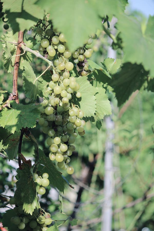 Golden grapes stock photo. Image of berry, tree, agriculture - 274136620