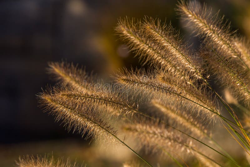 Golden gras stem stock image. Image of grow, gras, stalk - 80973097