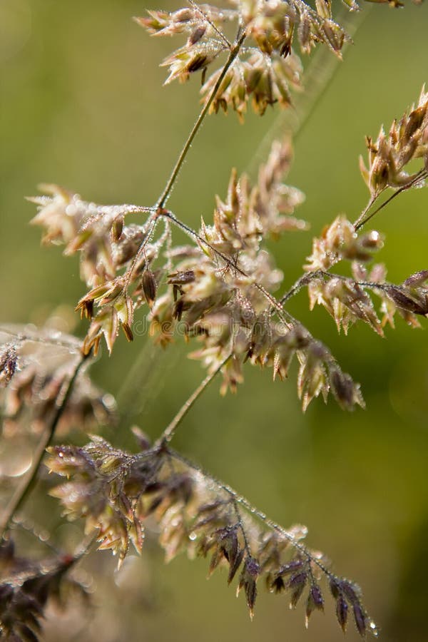 Golden grass stock image. Image of macro, morning, fall - 12423893